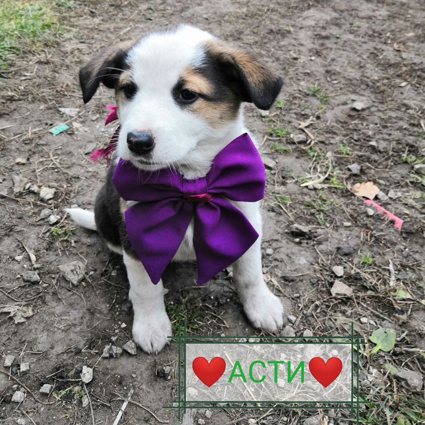 Девочка 1,5-2 месяца ищет дом в добрые руки