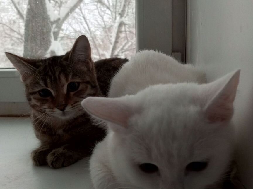 Котята в добрые руки бесплатно
