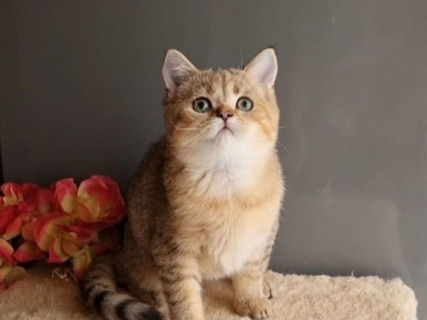 Мальчик золотая шиншилла
