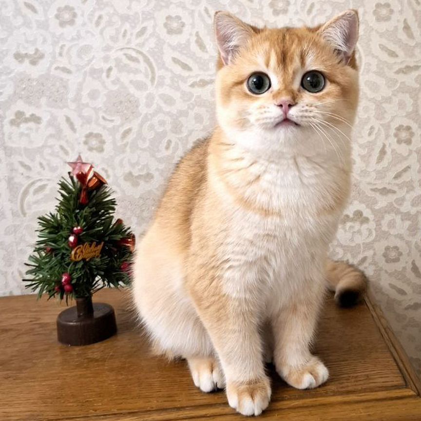 Британский котик в золотом окрасе (ny 12)