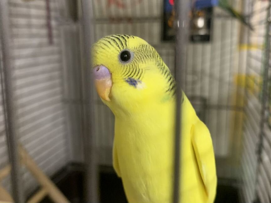 Птенцы волнистый попугай