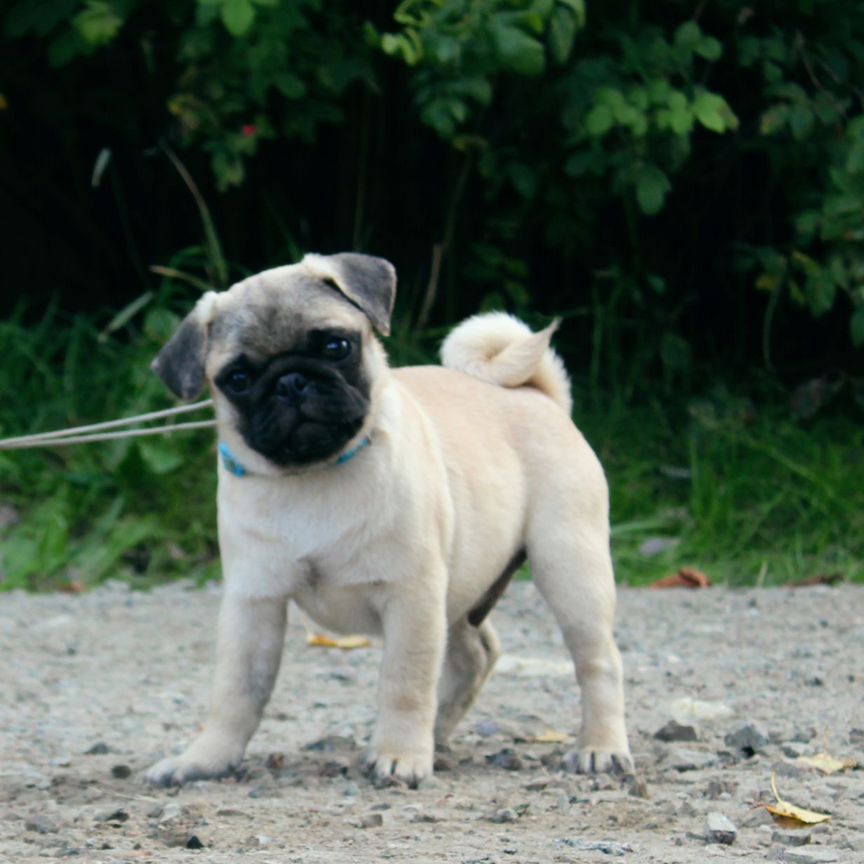 Мопс щегокн