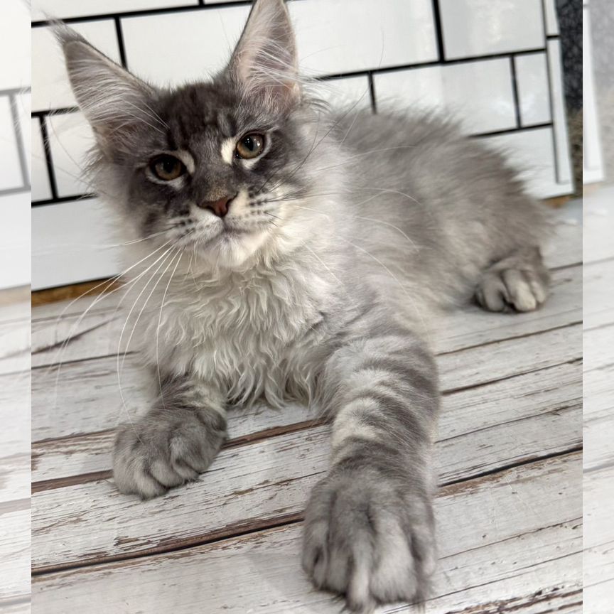 Мейн-кун котёнок