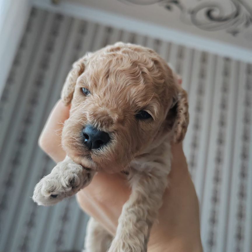 Той-пудель девочка