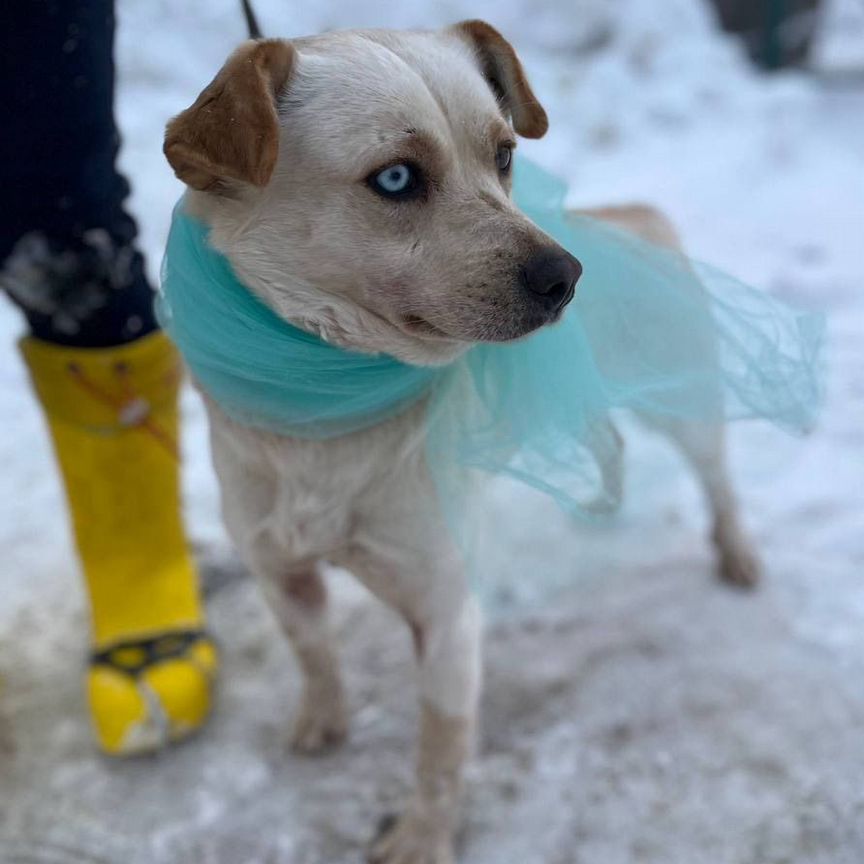 Взрослая собака в добрые руки