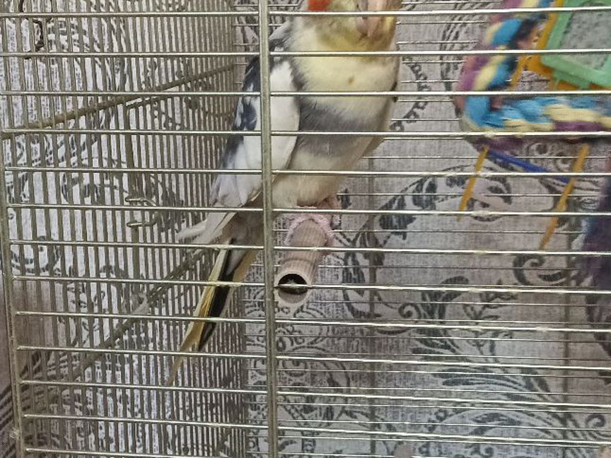 Попугай корелла с клеткой