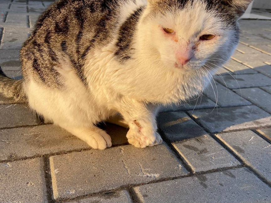 Кот
