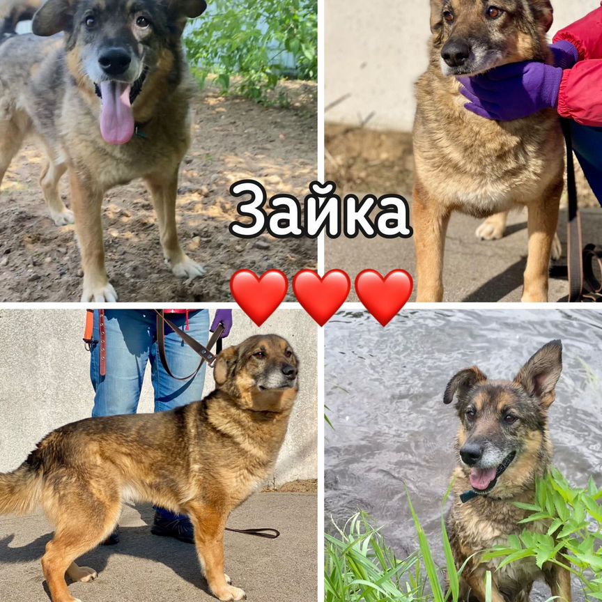 Взрослая собака в добрые руки