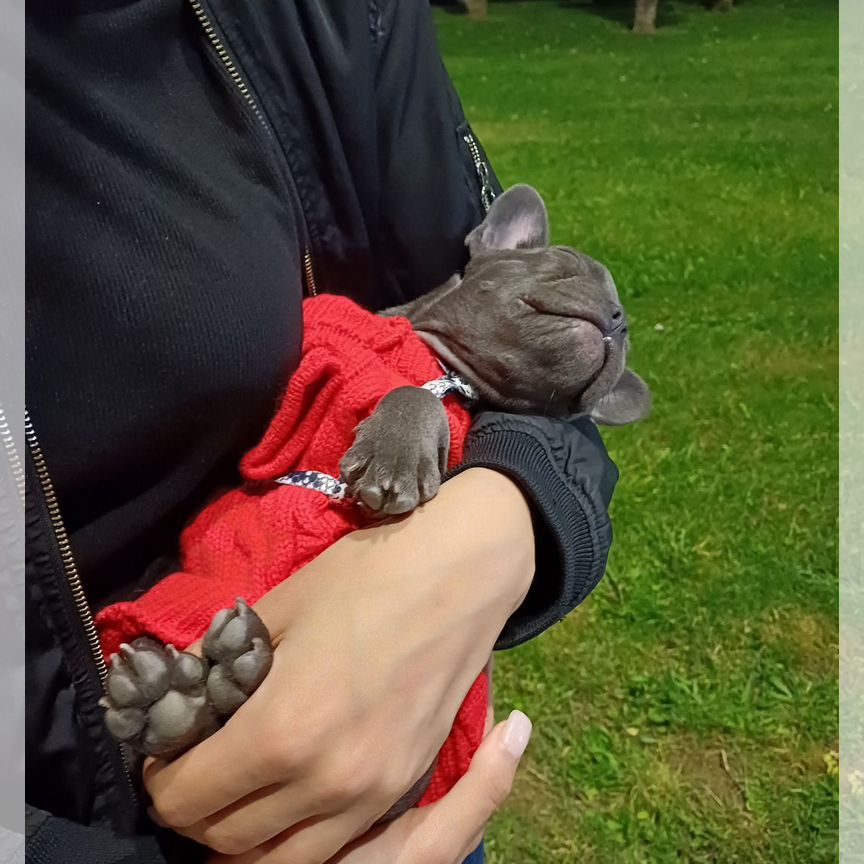 Французский бульдог