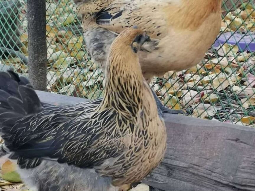 Цыплята от породных кур Лакендази и икуб.яйцо