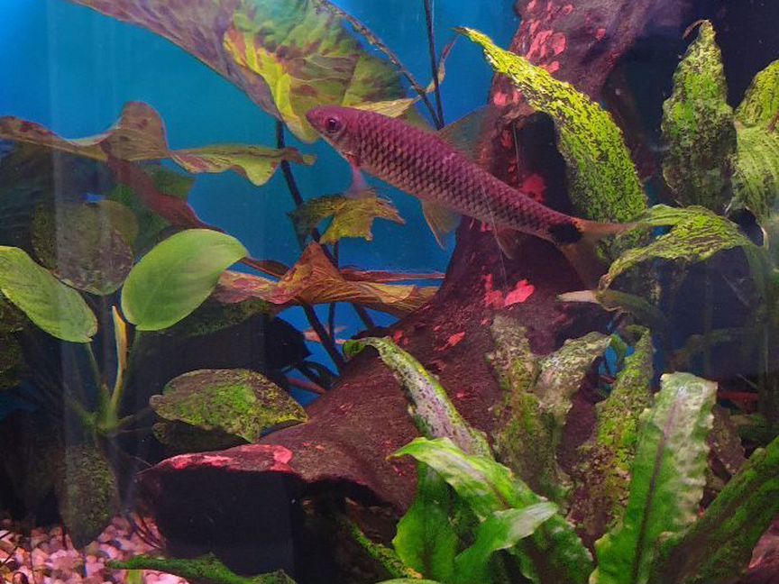 Водорослееды настоящие, не сиамские