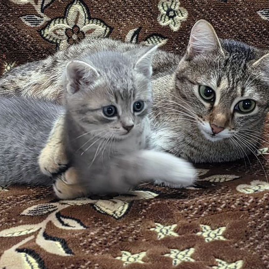 Взрослая кошка в добрые руки