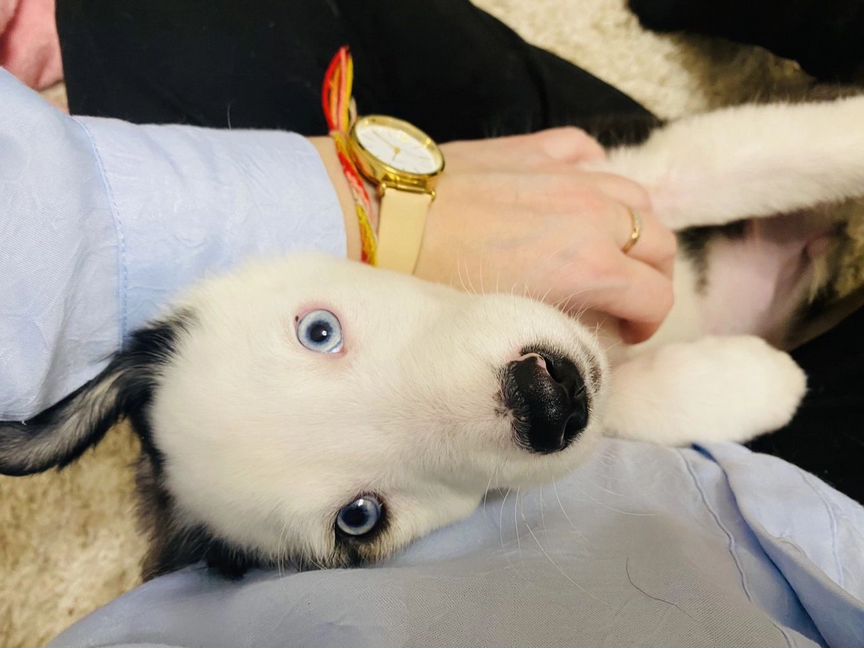 Отдам щенка в хорошие руки