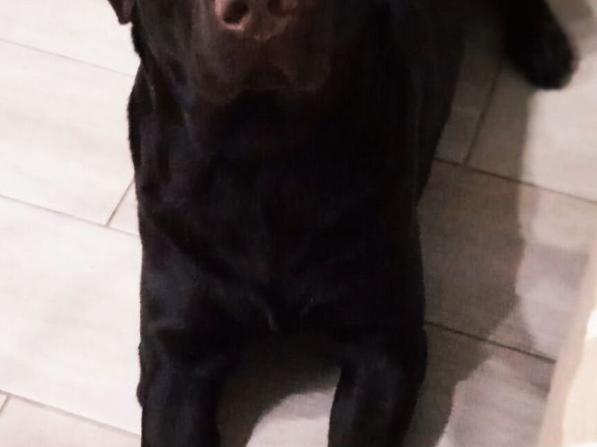 Кобель лабрадора вязка