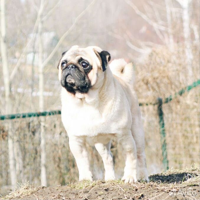 Мопс вязка,щенки