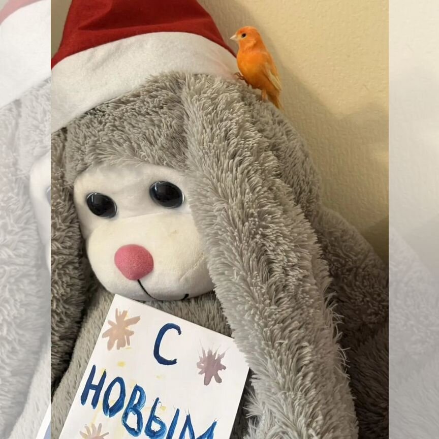 Канарейка самка готовая