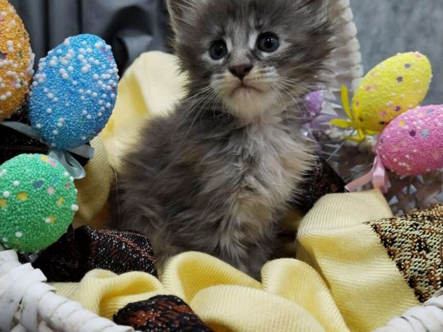 Котята мейн-кун