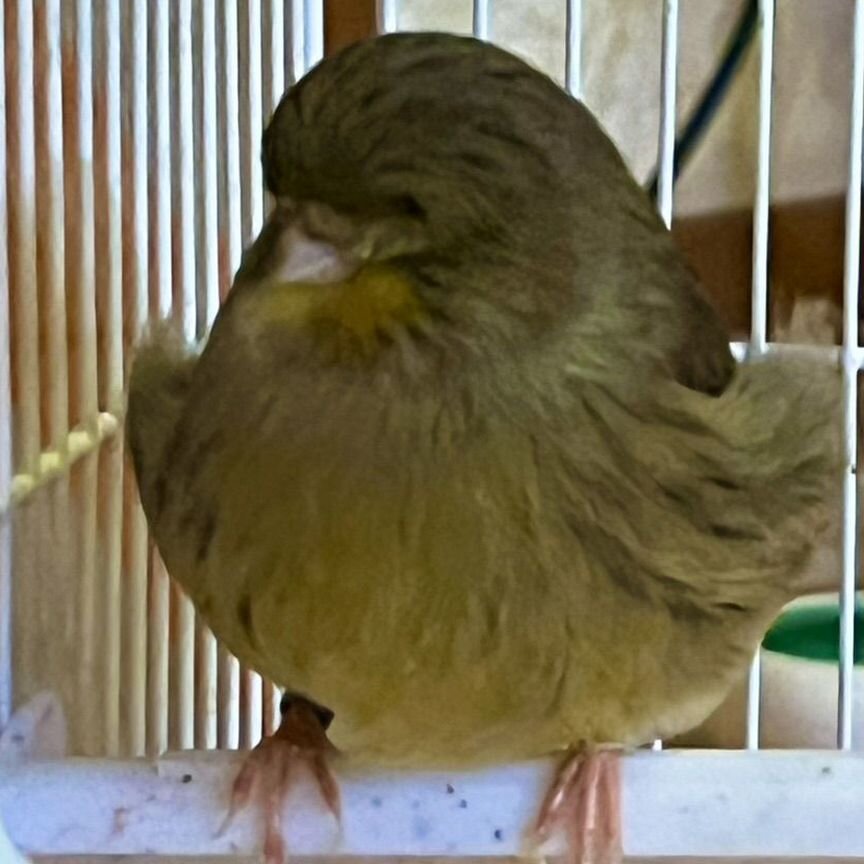 Канарейка глостер