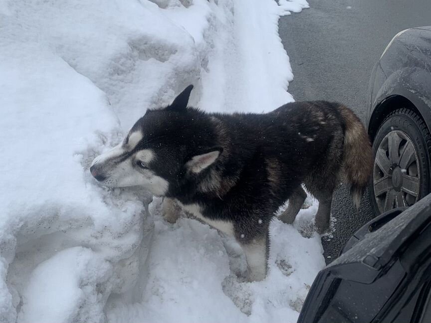 Потерявшийся хаски