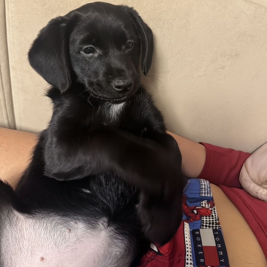 Щенок в добрые руки