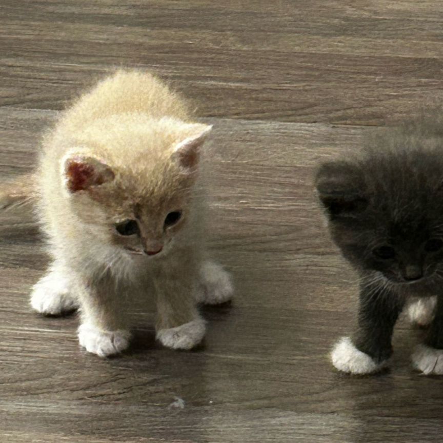 Сибирский котёнок