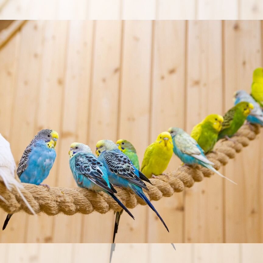 Волнистый попугай