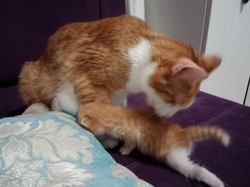 Ласковый котенок в добрые руки
