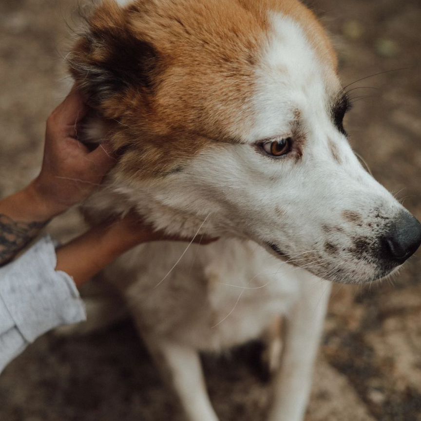 Добряк крупный пес