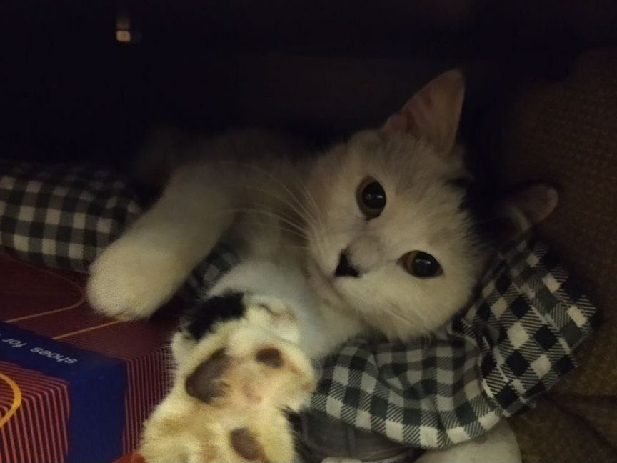 Снежинка мечтает о доме