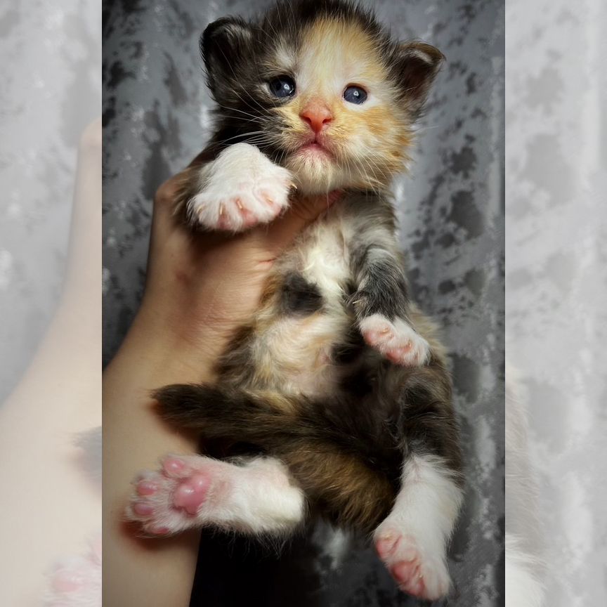 Мейн-кун котёнок