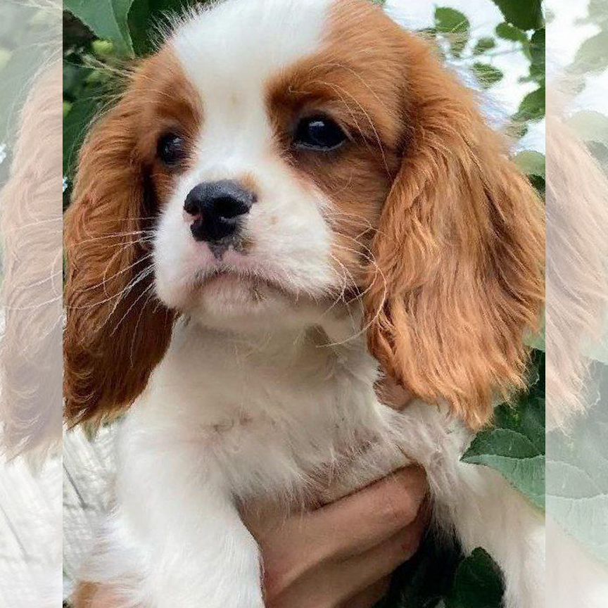 Кинг Чарльз спаниель