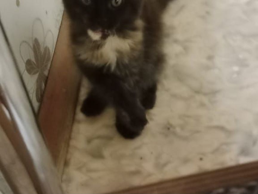 Котята мейн-кун бесплатно