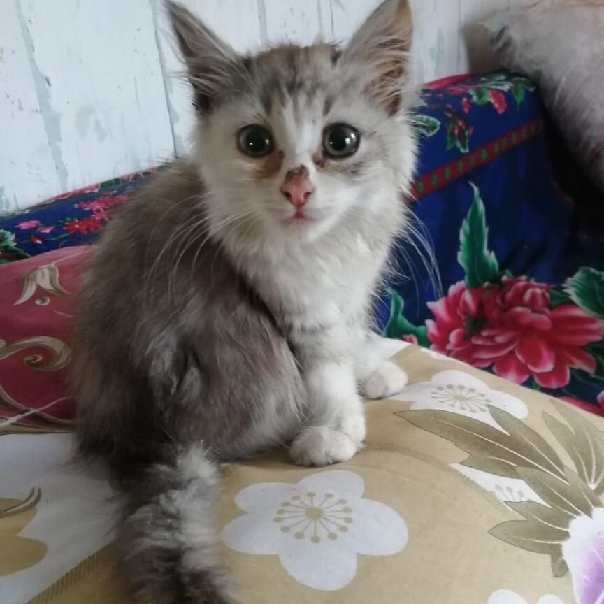 Котенок