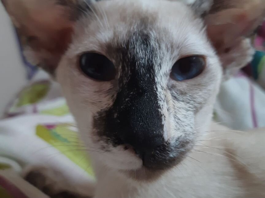 Ориентальные котята