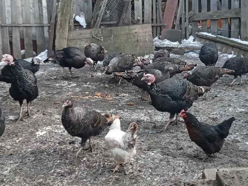 Индюки домашние