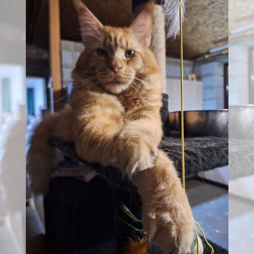 Мейн-кун, кот вязка