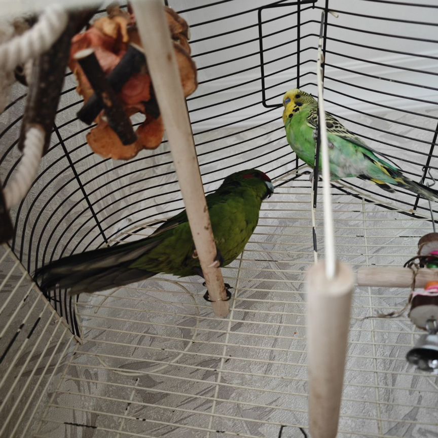 Попугай какарик и волнистый