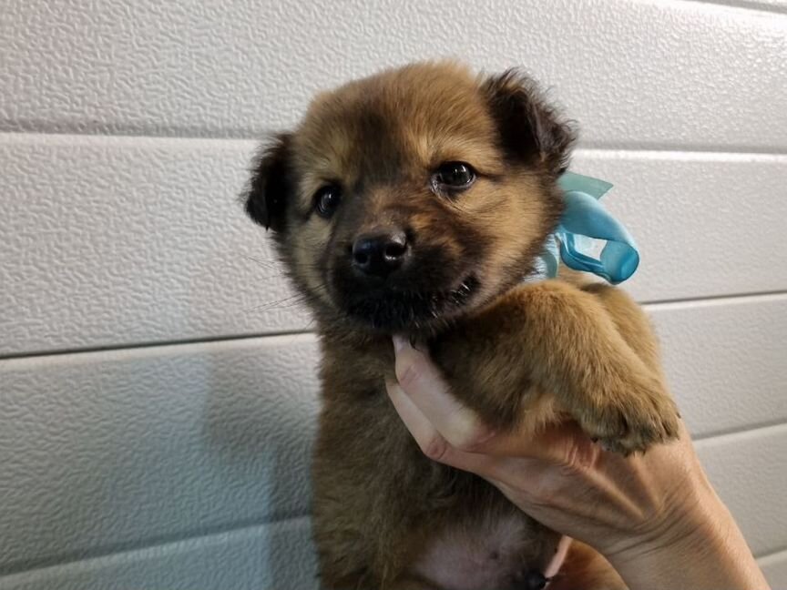 Собака в добрые руки щенок