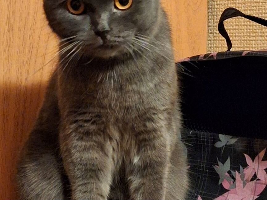 Шотландская кошечка