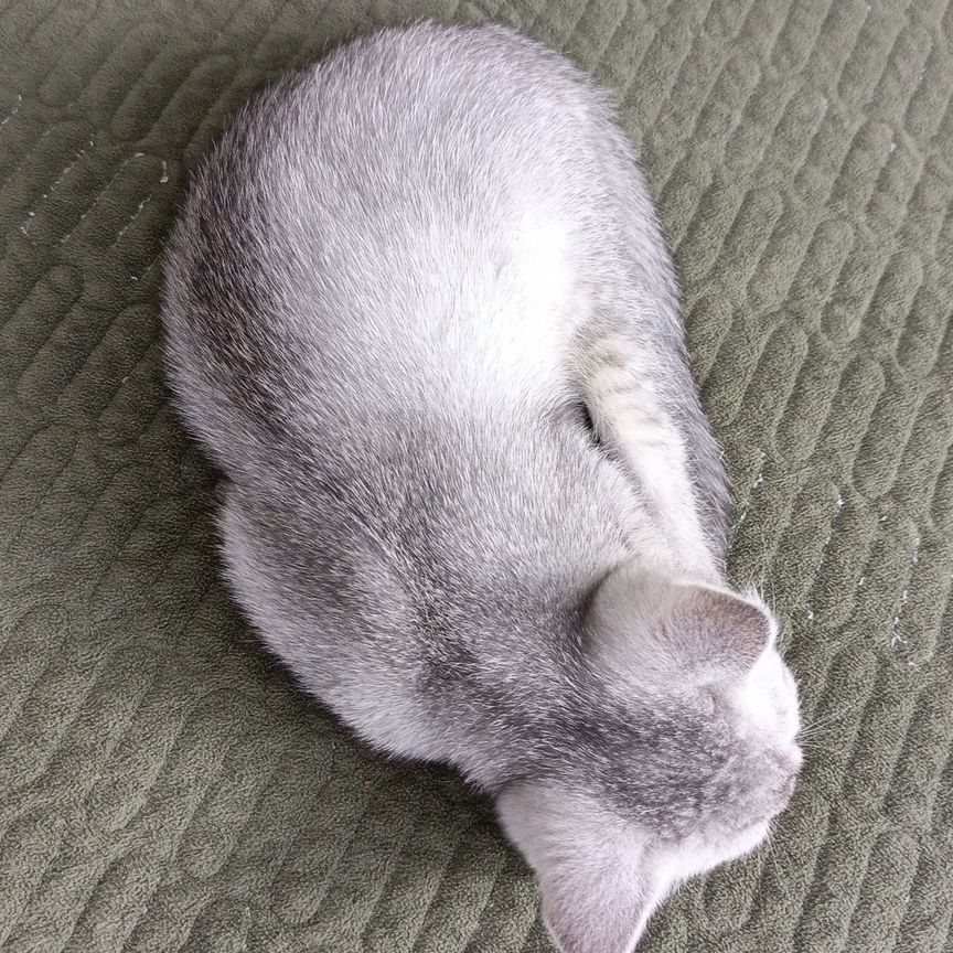 Короткошёрстная шиншилла скоттишь Страйт