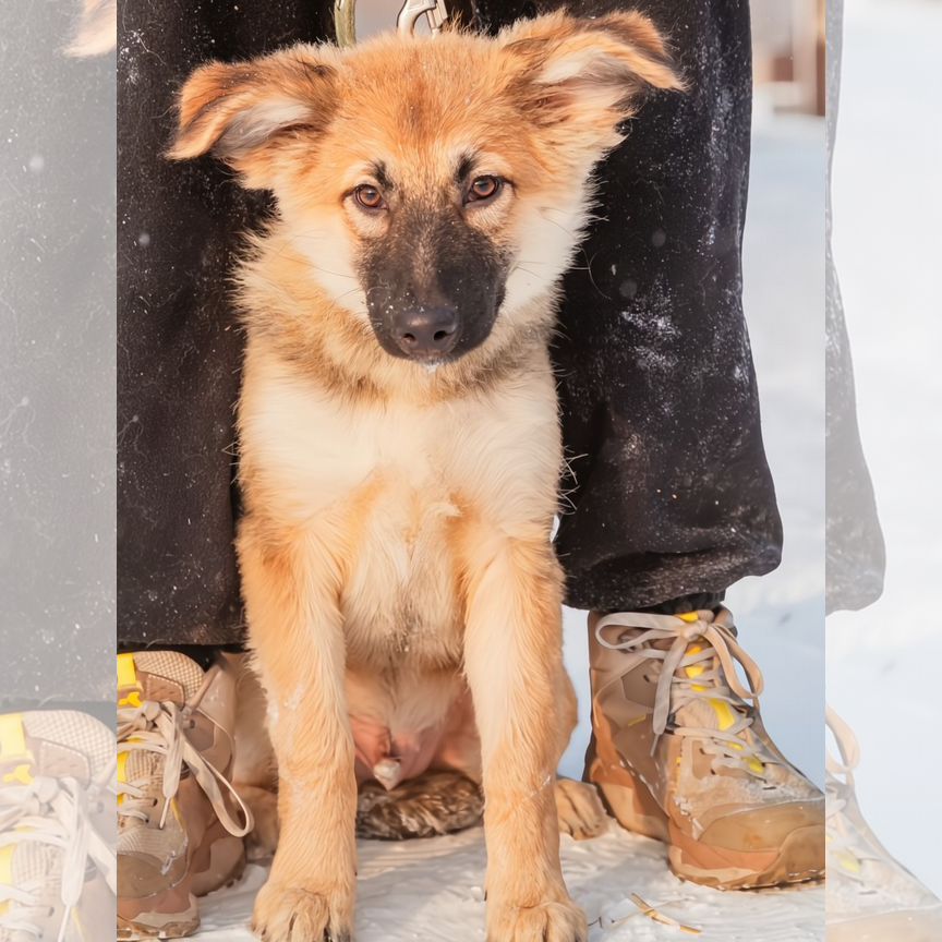 Щенок в добрые руки