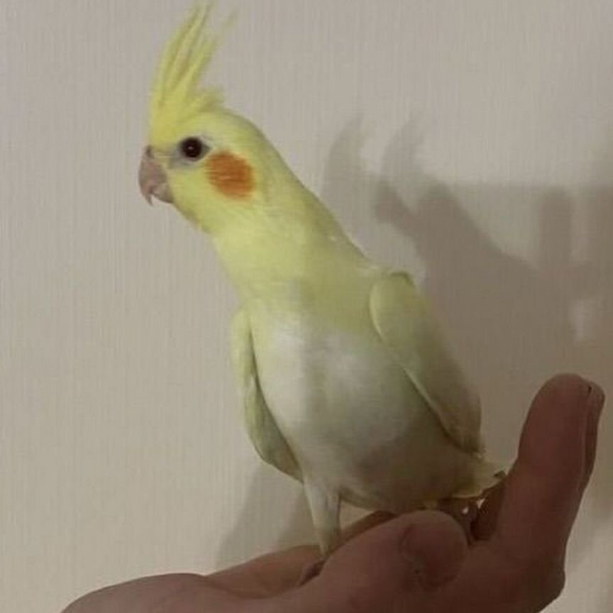 Попугаи кореллы птенцы