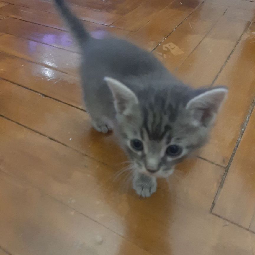 Котенок