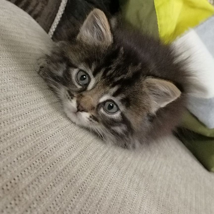 Мейн-кун котёнок