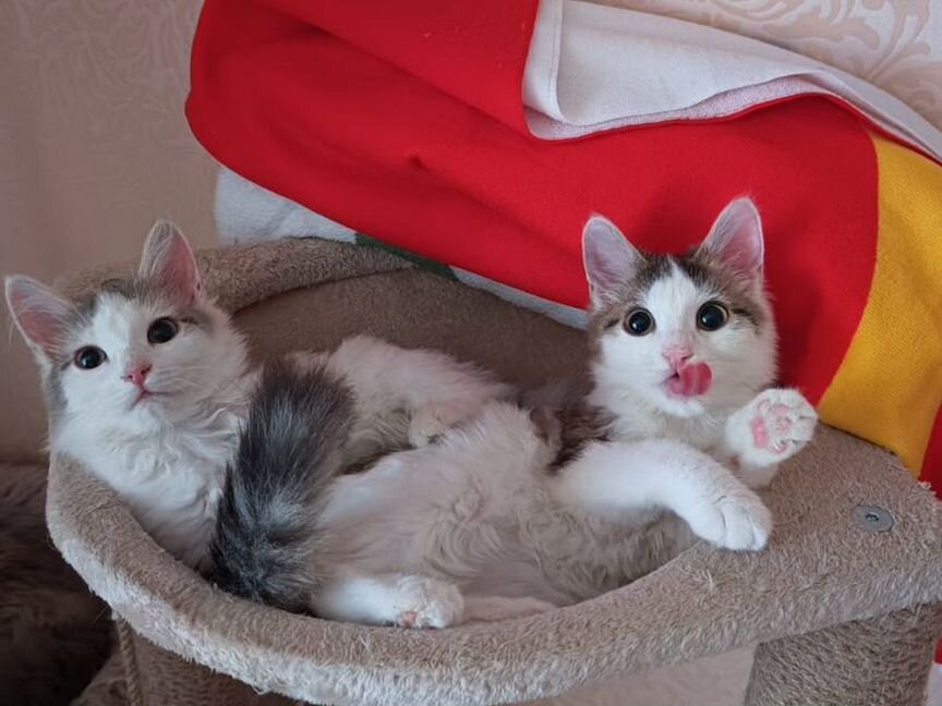 Коты для уюта в доме