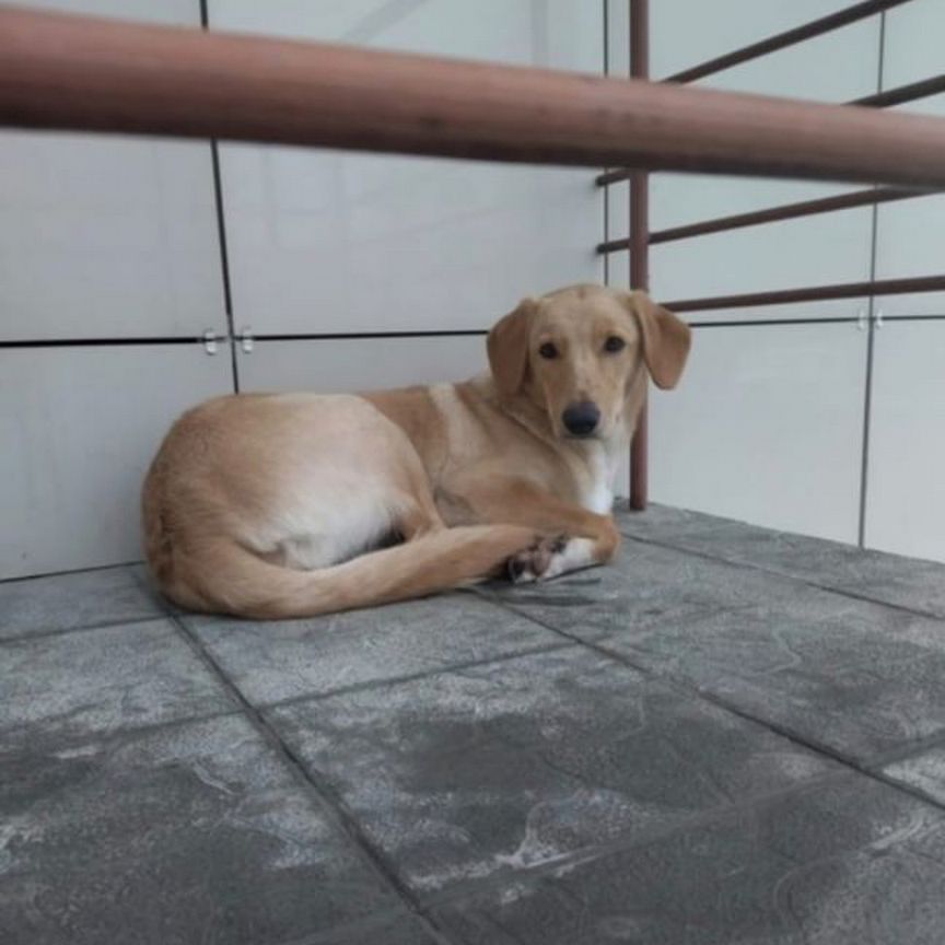 Найдена собака