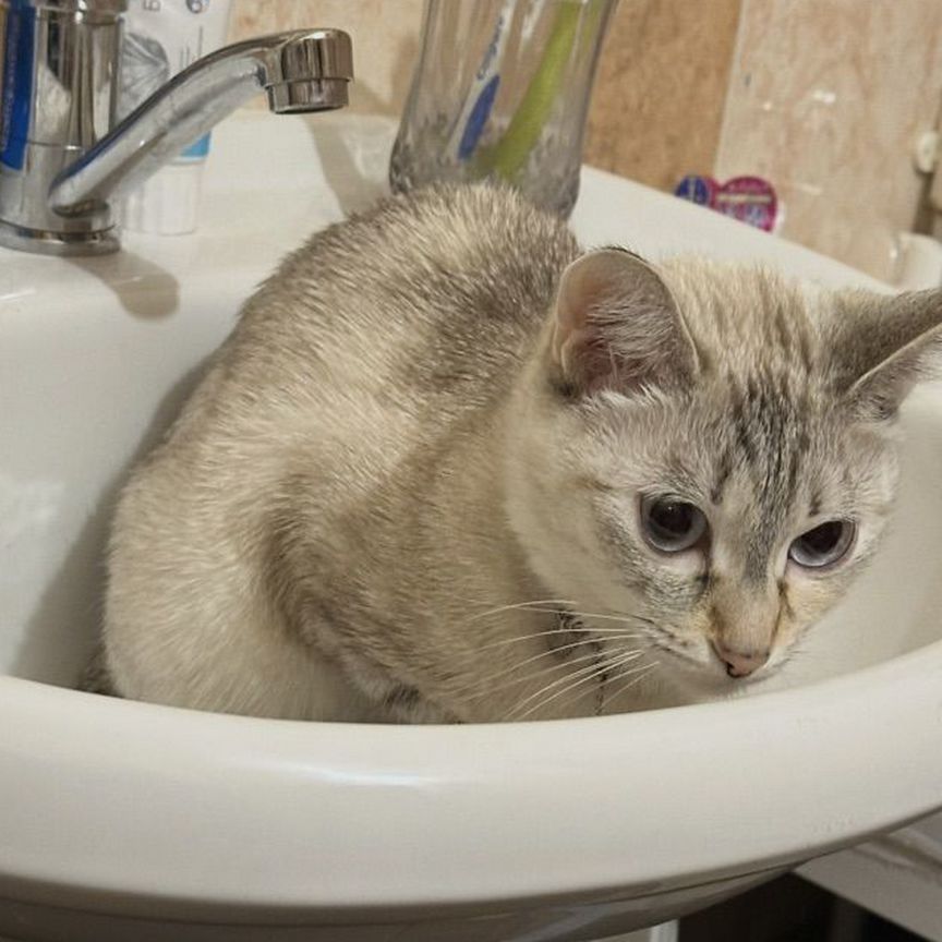 Тайская, взрослая кошка