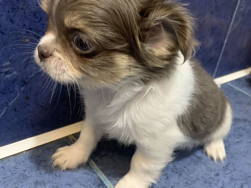 Чихуахуа лиловый триколор