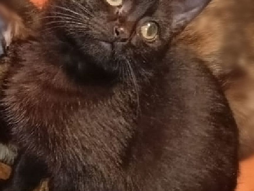 Котята в добрые руки даром