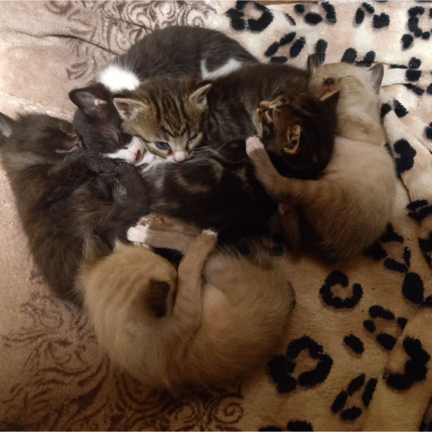 Отдам котят в добрые руки